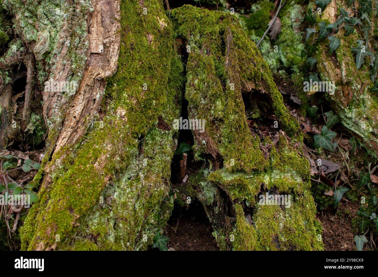 Tree trunk covered with green moss in a forest in the Maritime Alps ...