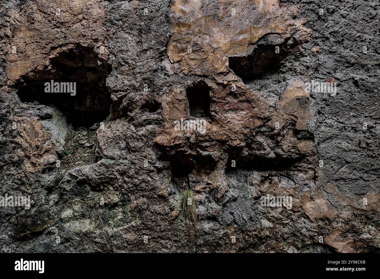 Salamander rock hole hi-res stock photography and images - Alamy