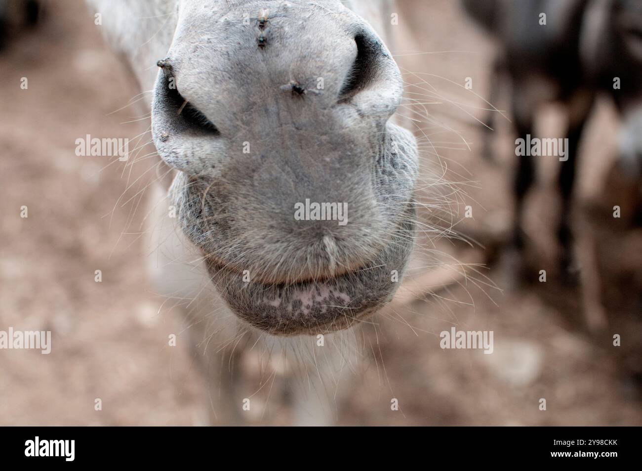 Donkey muzzle in a mountain meadow in the Maritime Alps Stock Photo - Alamy