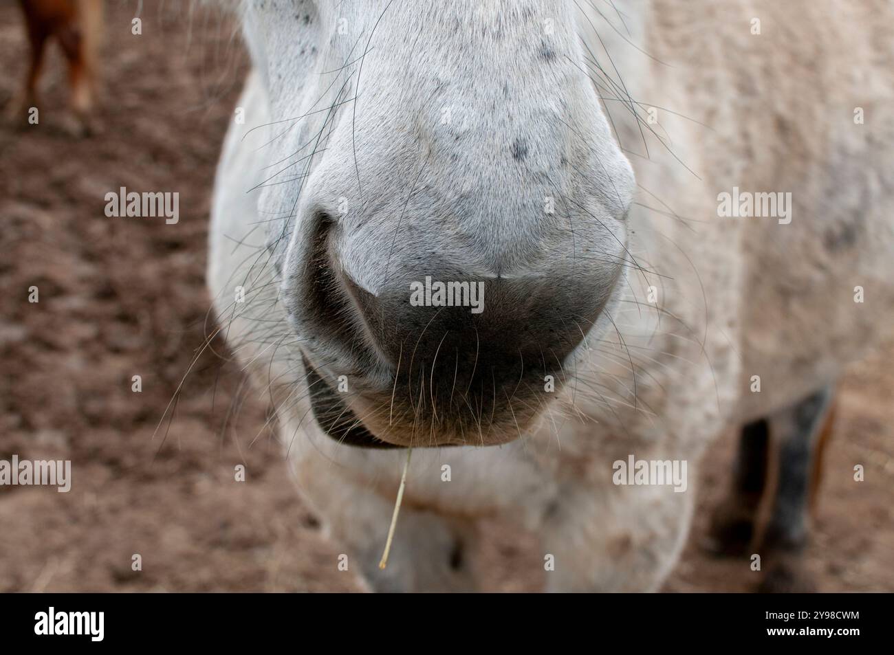 Donkey muzzle in a mountain meadow in the Maritime Alps Stock Photo - Alamy