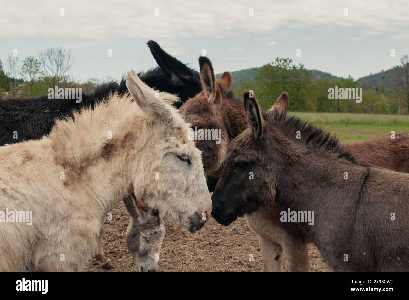 Donkey muzzle in a mountain meadow in the Maritime Alps Stock Photo - Alamy