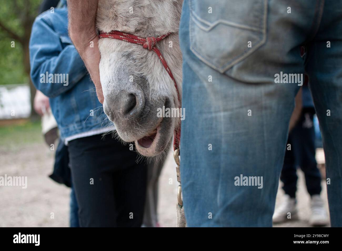 Close up teeth mouth donkey hi-res stock photography and images - Alamy
