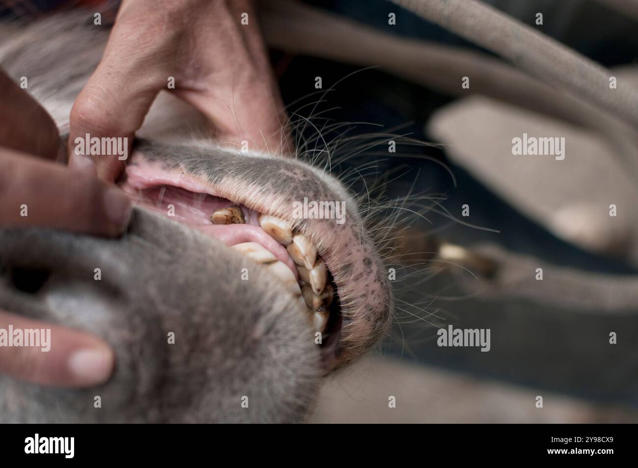 Close up of a donkey's mouth with teeth Stock Photo - Alamy