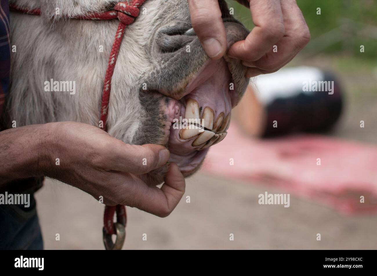 Close up of a donkey's mouth with teeth Stock Photo - Alamy