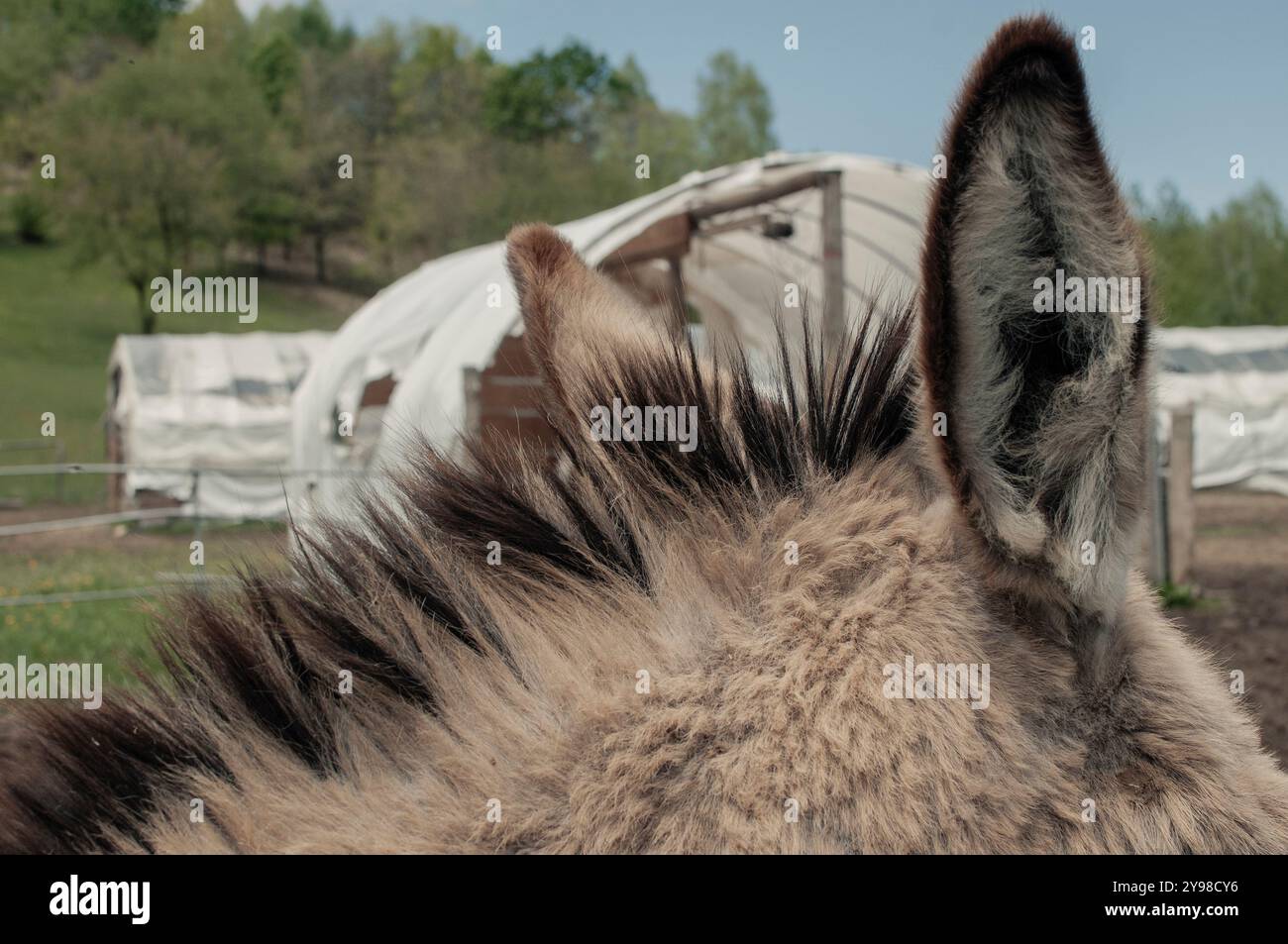 Donkey muzzle in a mountain meadow in the Maritime Alps Stock Photo - Alamy