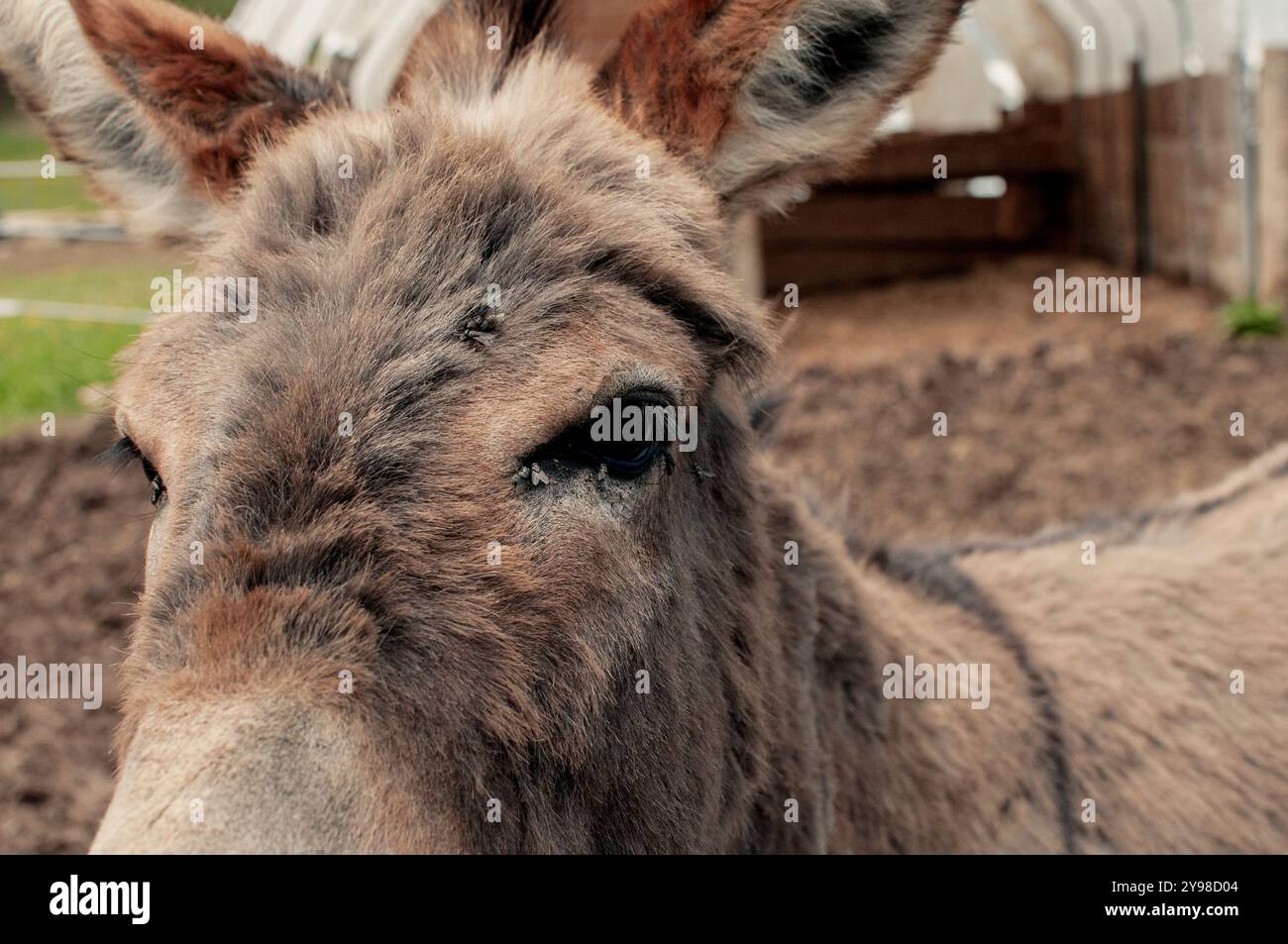 Donkey muzzle in a mountain meadow in the Maritime Alps Stock Photo - Alamy