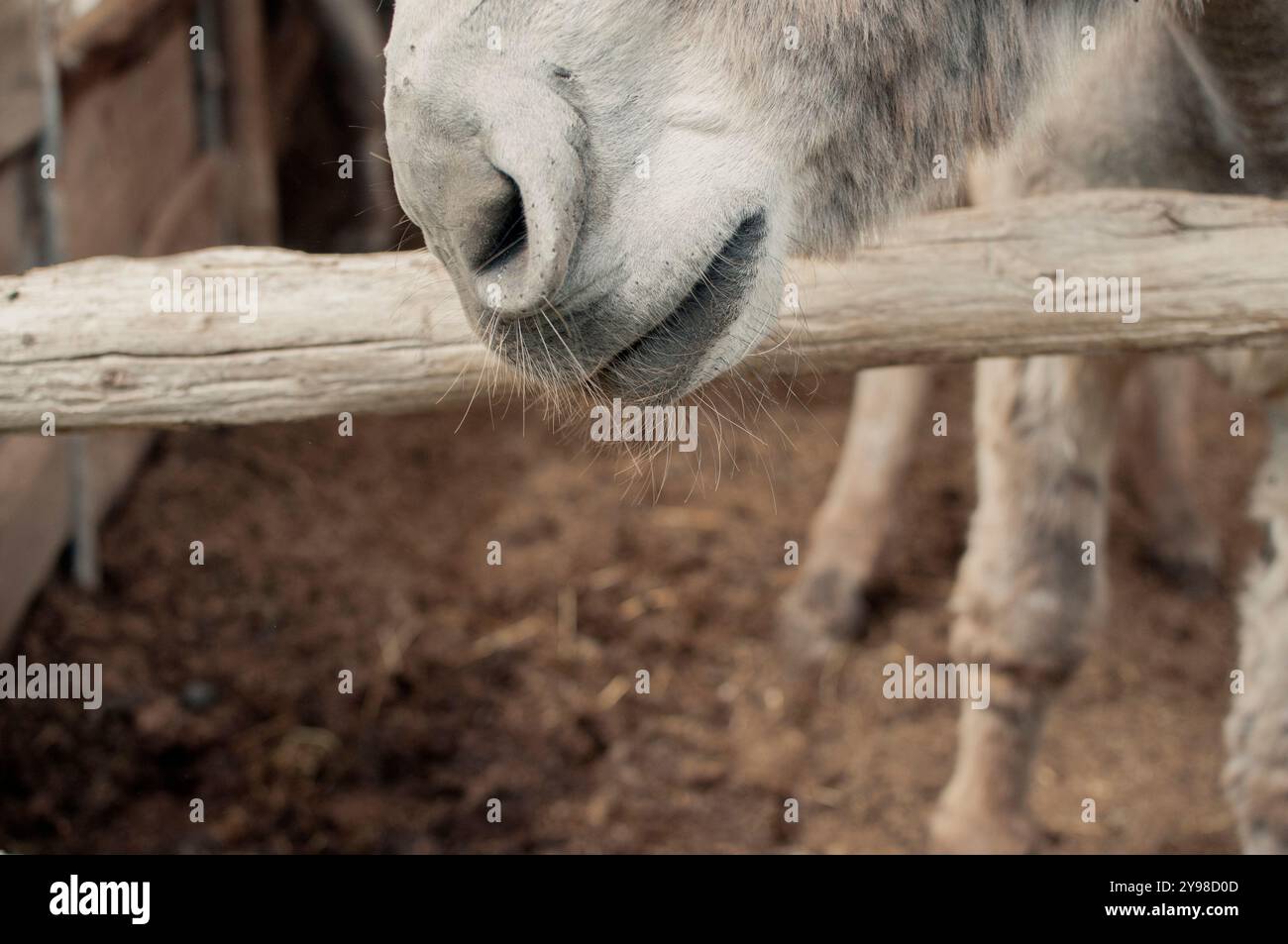 Donkey muzzle in a mountain meadow in the Maritime Alps Stock Photo - Alamy