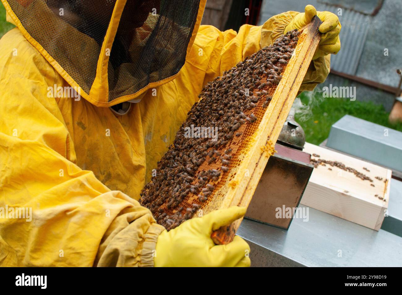 Farmer harvesting honey from a hive full of bees Stock Photo - Alamy
