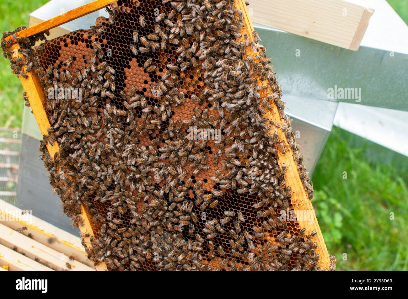 Collecting honey from a hive with bees Stock Photo - Alamy
