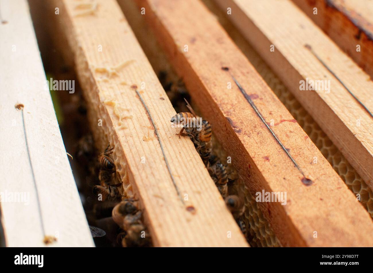 Collecting honey from a hive with bees Stock Photo - Alamy