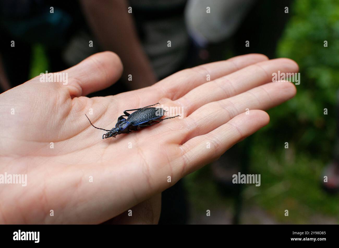 Hand holding a black cockroach Stock Photo - Alamy