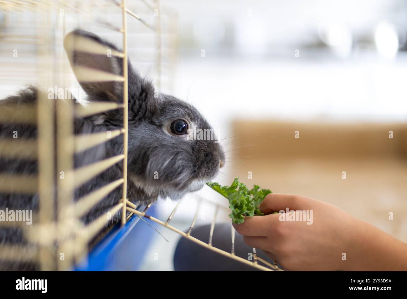 A domestic rabbit eats cabbage. Pet concept Stock Photo - Alamy