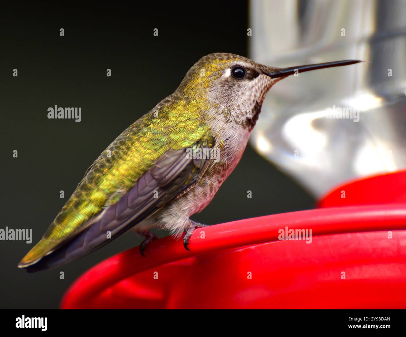 Backyard hummingbird - San Francisco bay area Stock Photo - Alamy