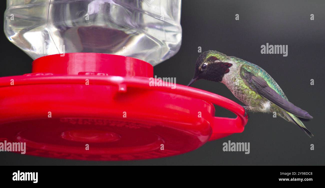 Backyard hummingbird - San Francisco bay area Stock Photo - Alamy