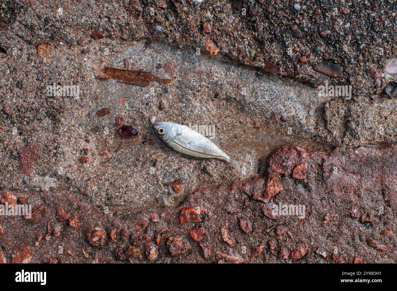 Small rock fish just caught and resting on a pier Stock Photo - Alamy