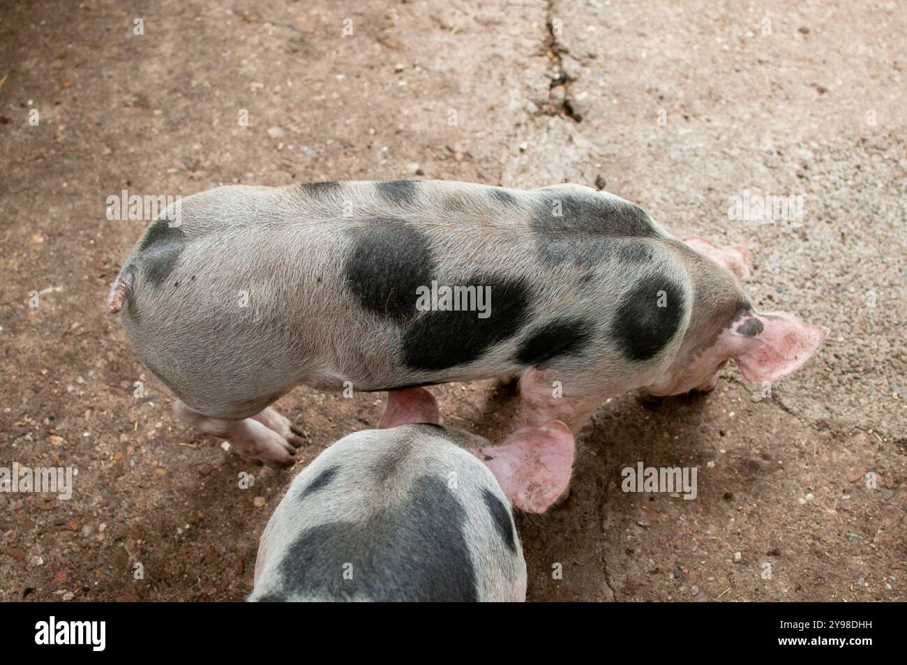 Cute draw pork cartoon hi-res stock photography and images - Alamy