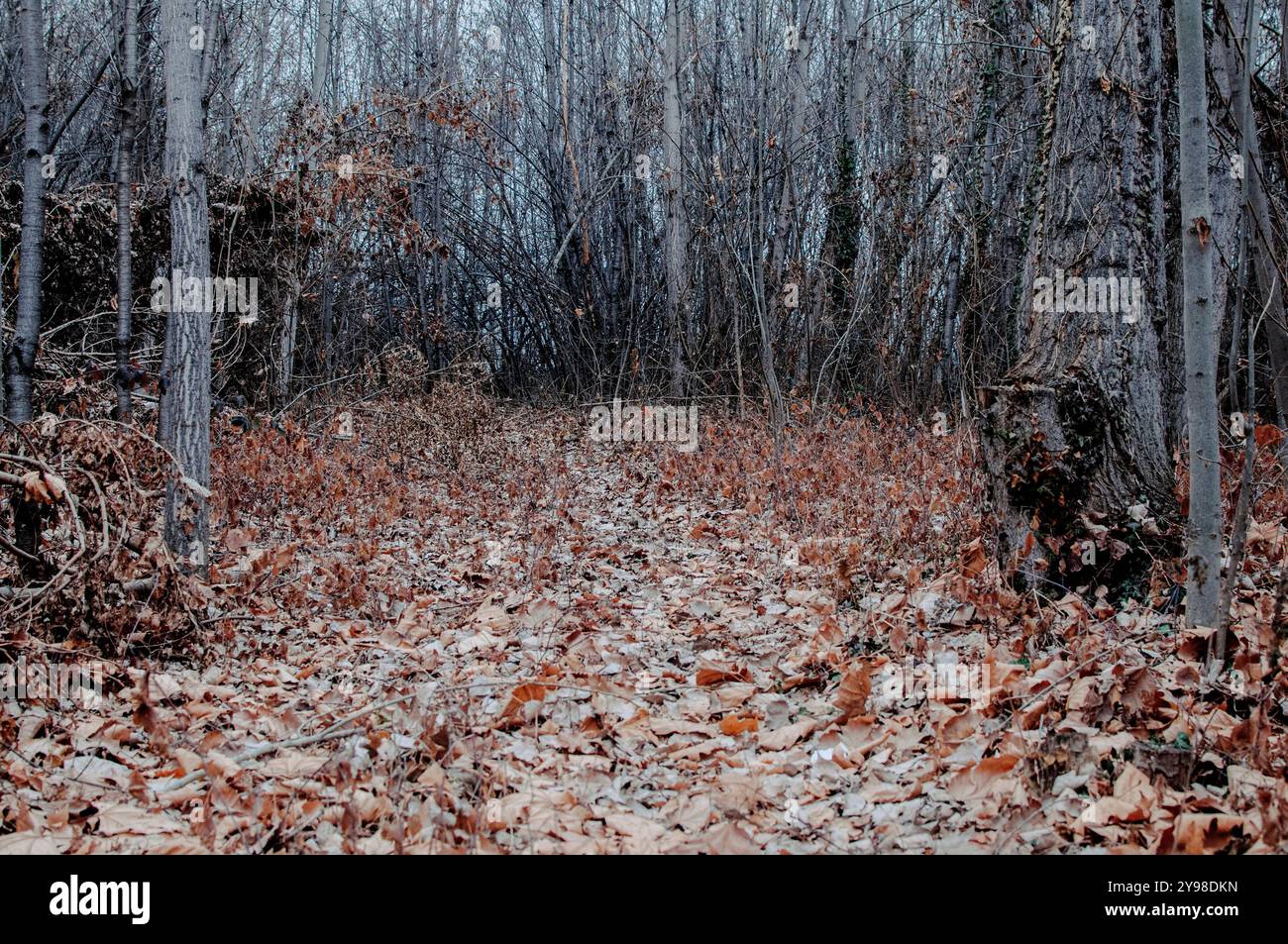 Mountain forest in the cold season, Maritime Alps Stock Photo - Alamy