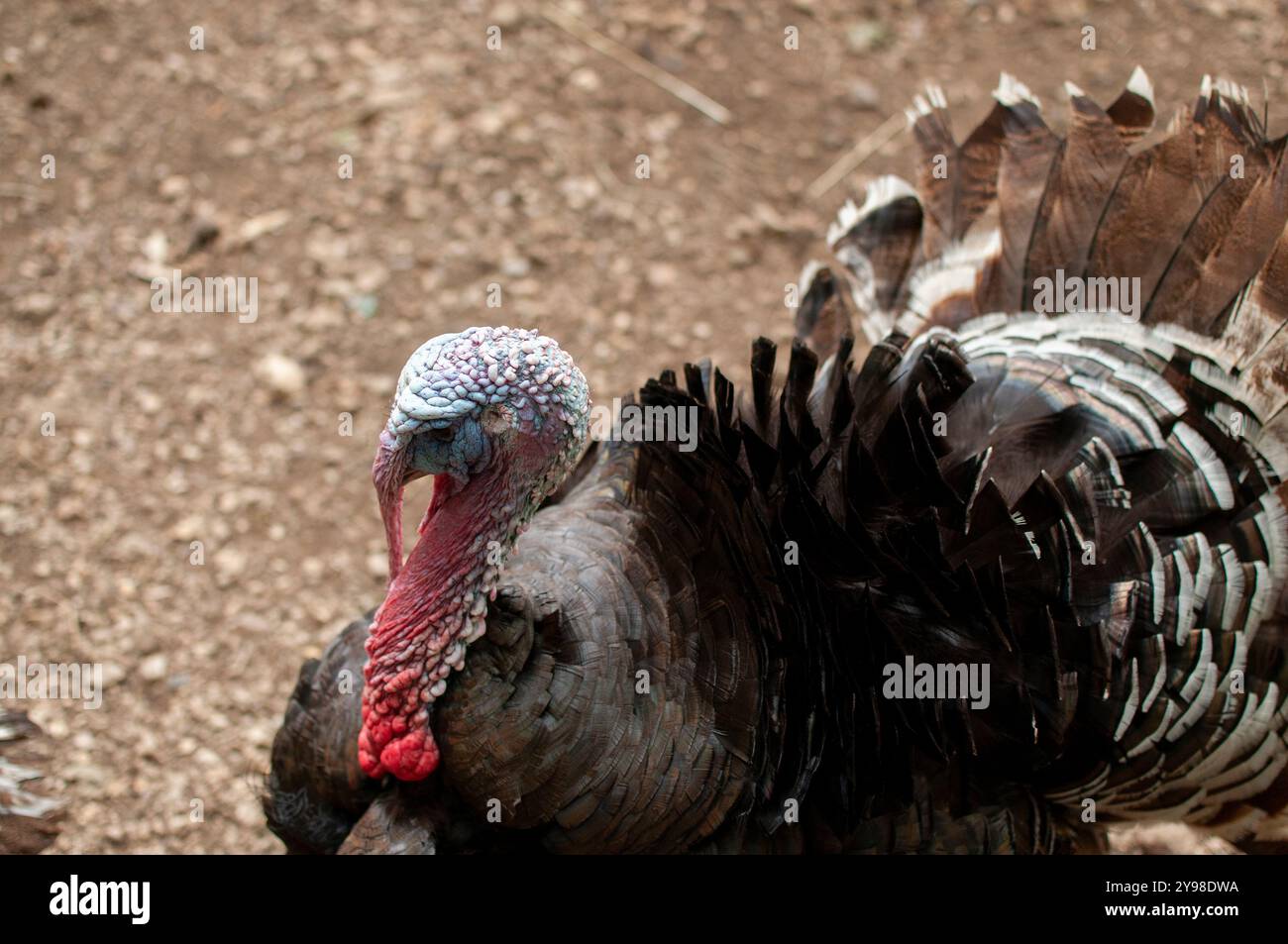 Flag of turkey on a mountain hi-res stock photography and images - Alamy