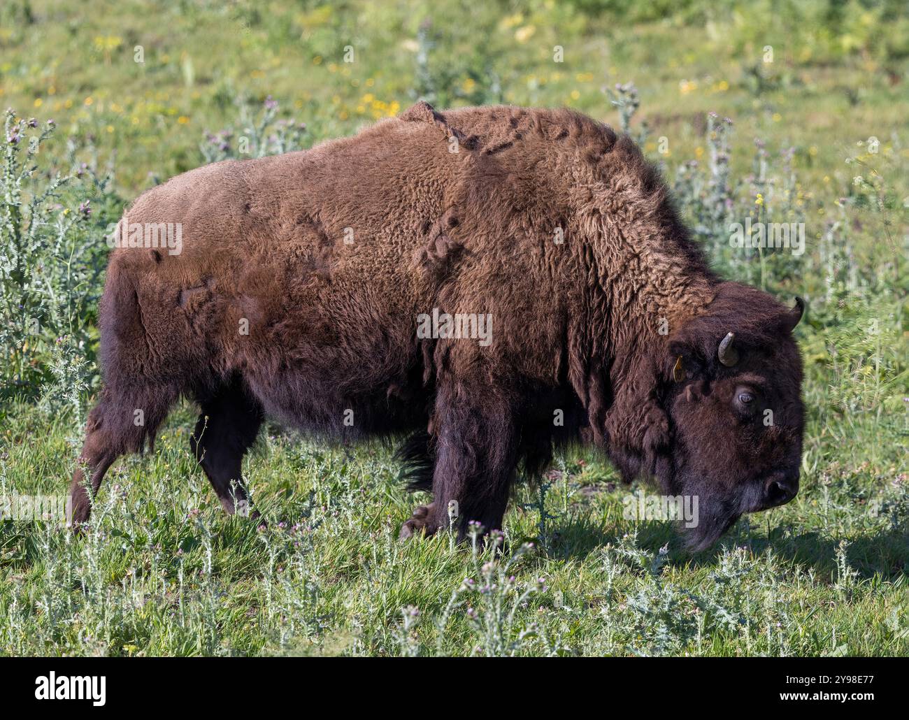American Bison (Buffalo) Adult Grazing. Bison Paddock, Golden Gate Park ...