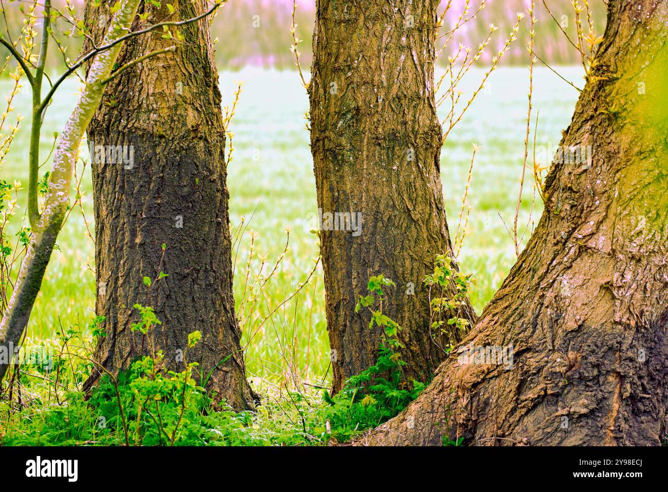 Trees, bark and forest landscape in field for sustainability, adventure ...
