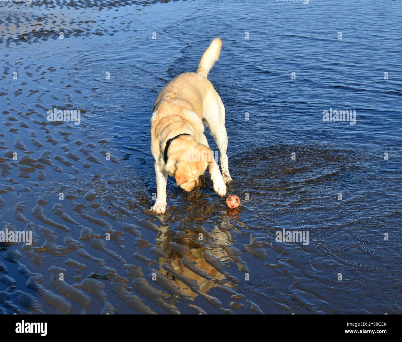 Labrador playing with ball in shallow water Stock Photo - Alamy
