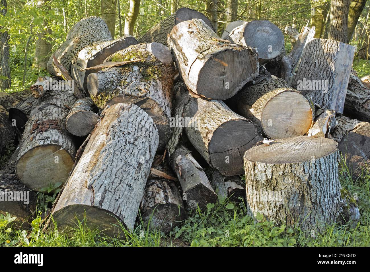 Wood, pile and chopped in forest, outdoor and stump for fire, fuel or ...