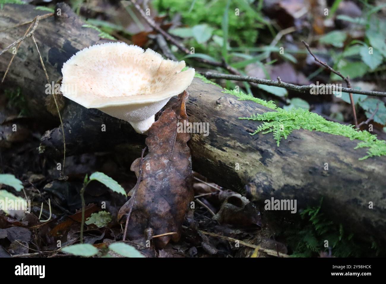 Boletus tuberous mushroom hi-res stock photography and images - Alamy