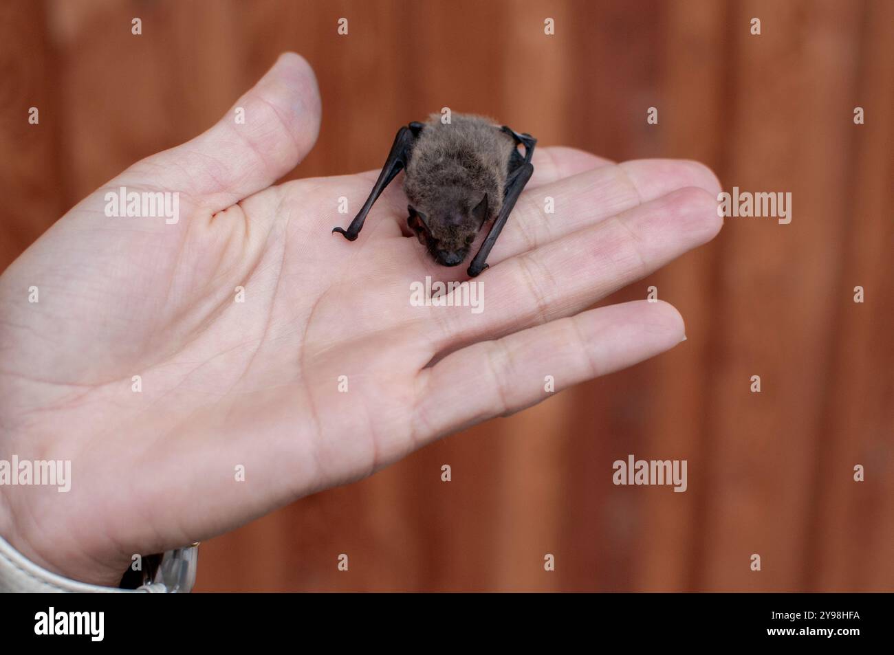 Close-up of a baby bat fallen from the nest Stock Photo - Alamy