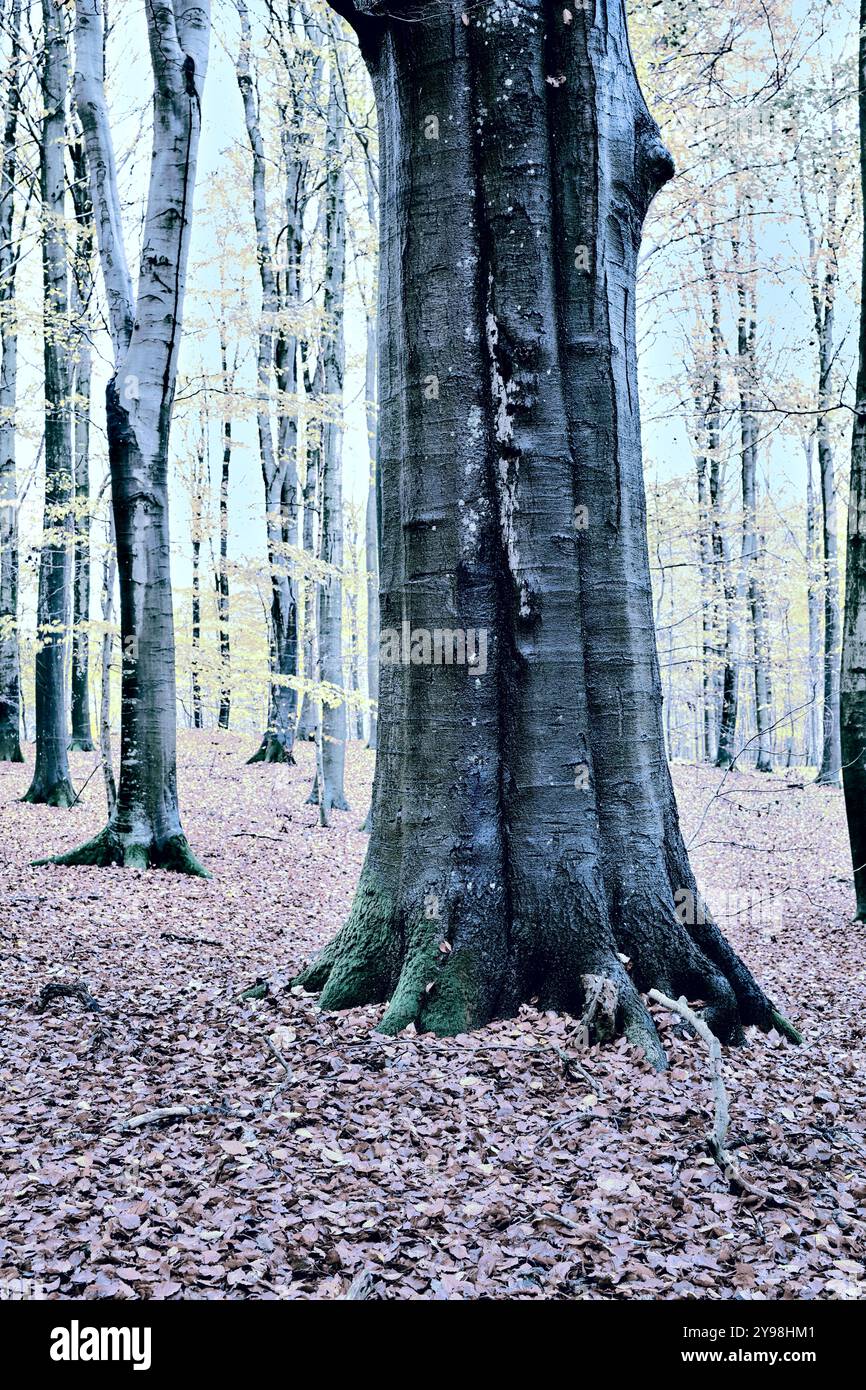 Nature, landscape and trees in forest for winter ecosystem, environment ...