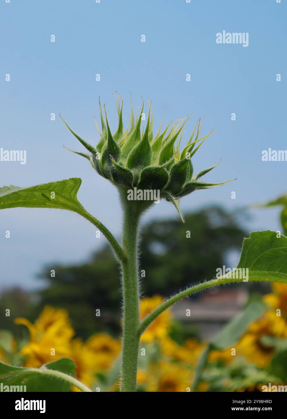 Awaiting the bloom: A sunflower bud reaching towards the sky, ready to ...