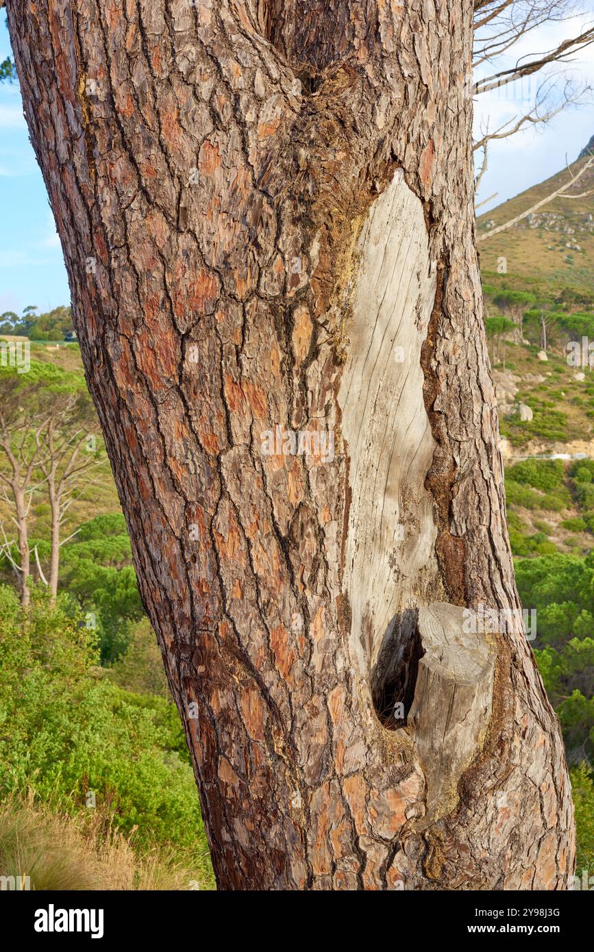 Tree trunk, wood and forest in nature for deforestation, fuel and ...