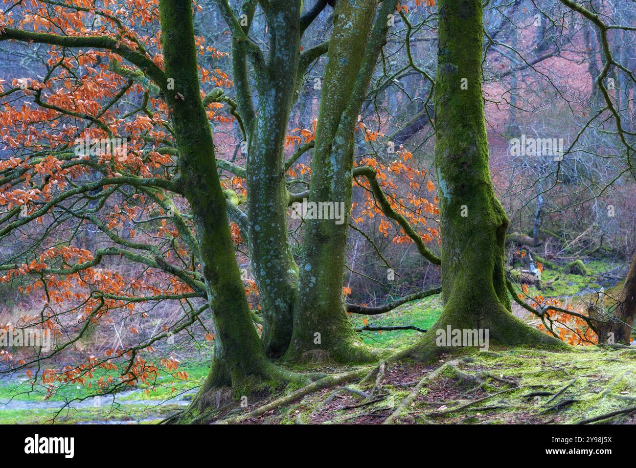 Nature, autumn and environment with tree in forest for sustainability ...