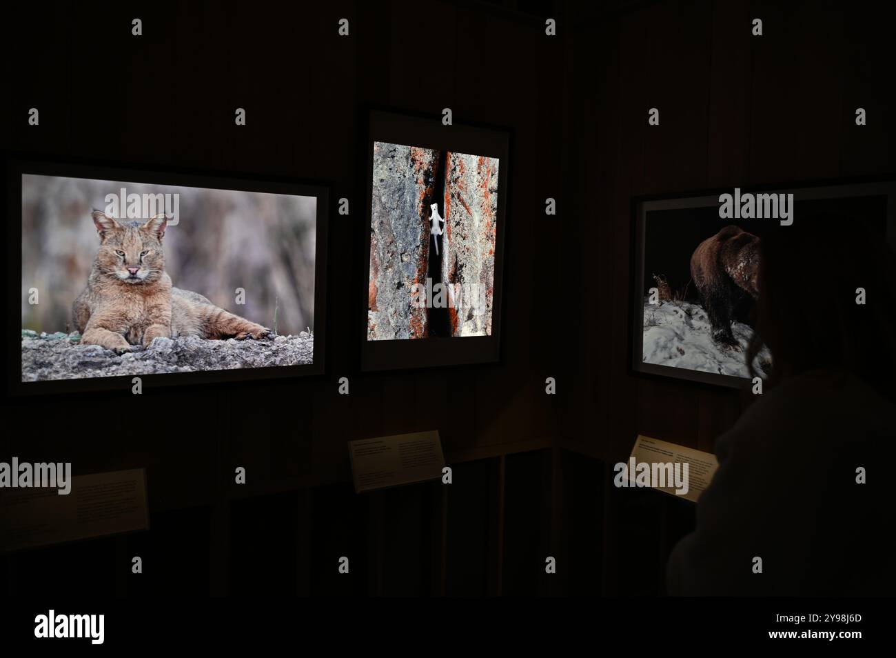 Shane gross hi-res stock photography and images - Alamy