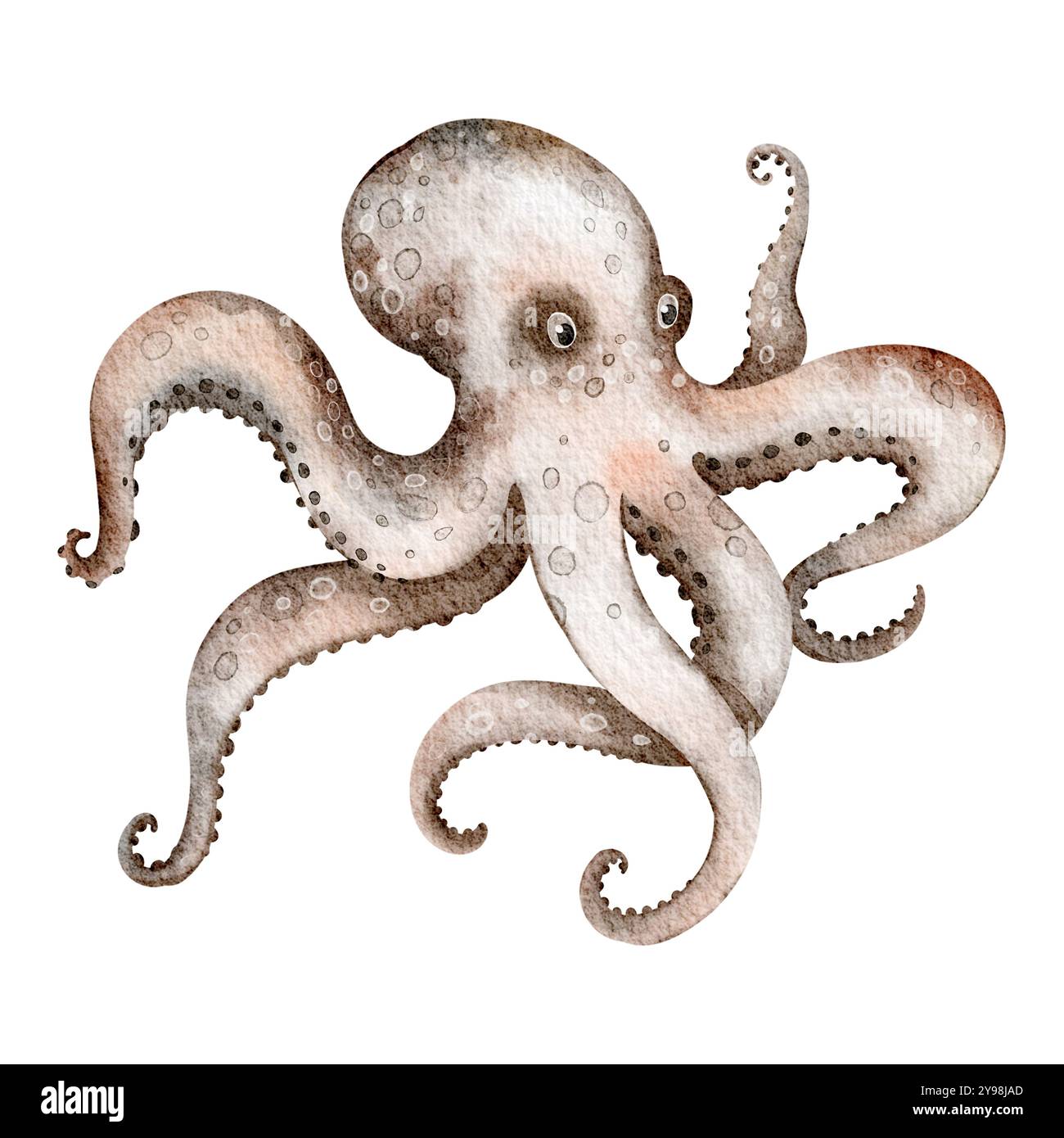Undersea cephalopod hi-res stock photography and images - Alamy