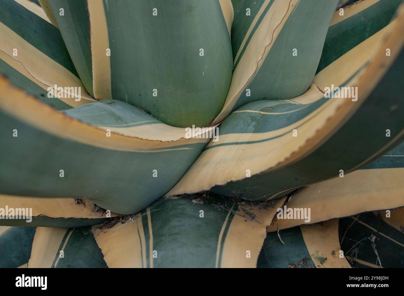 Blue agave tequila agave mezcal hi-res stock photography and images - Alamy