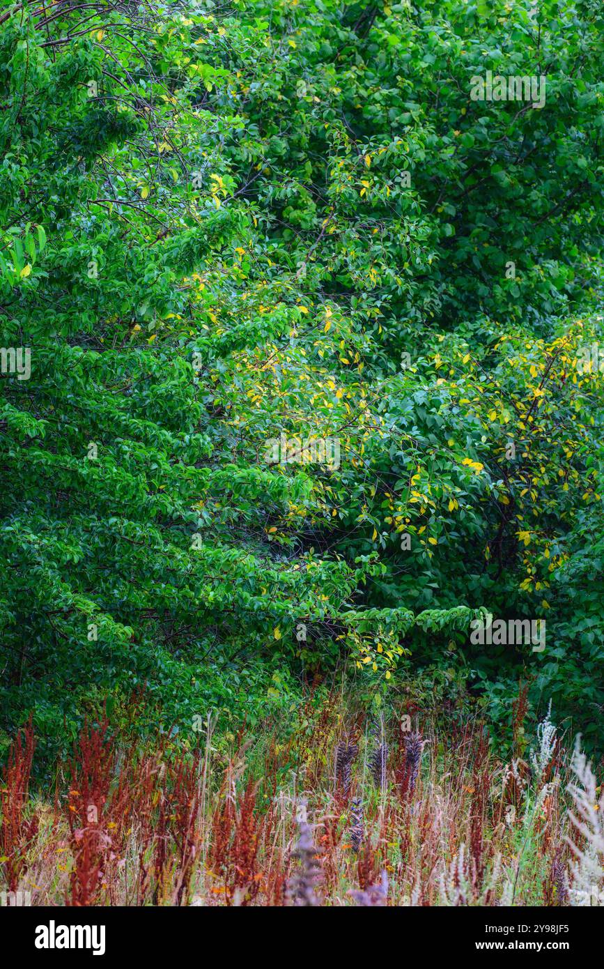 Trees, leaves and forest landscape in nature for sustainability, growth ...