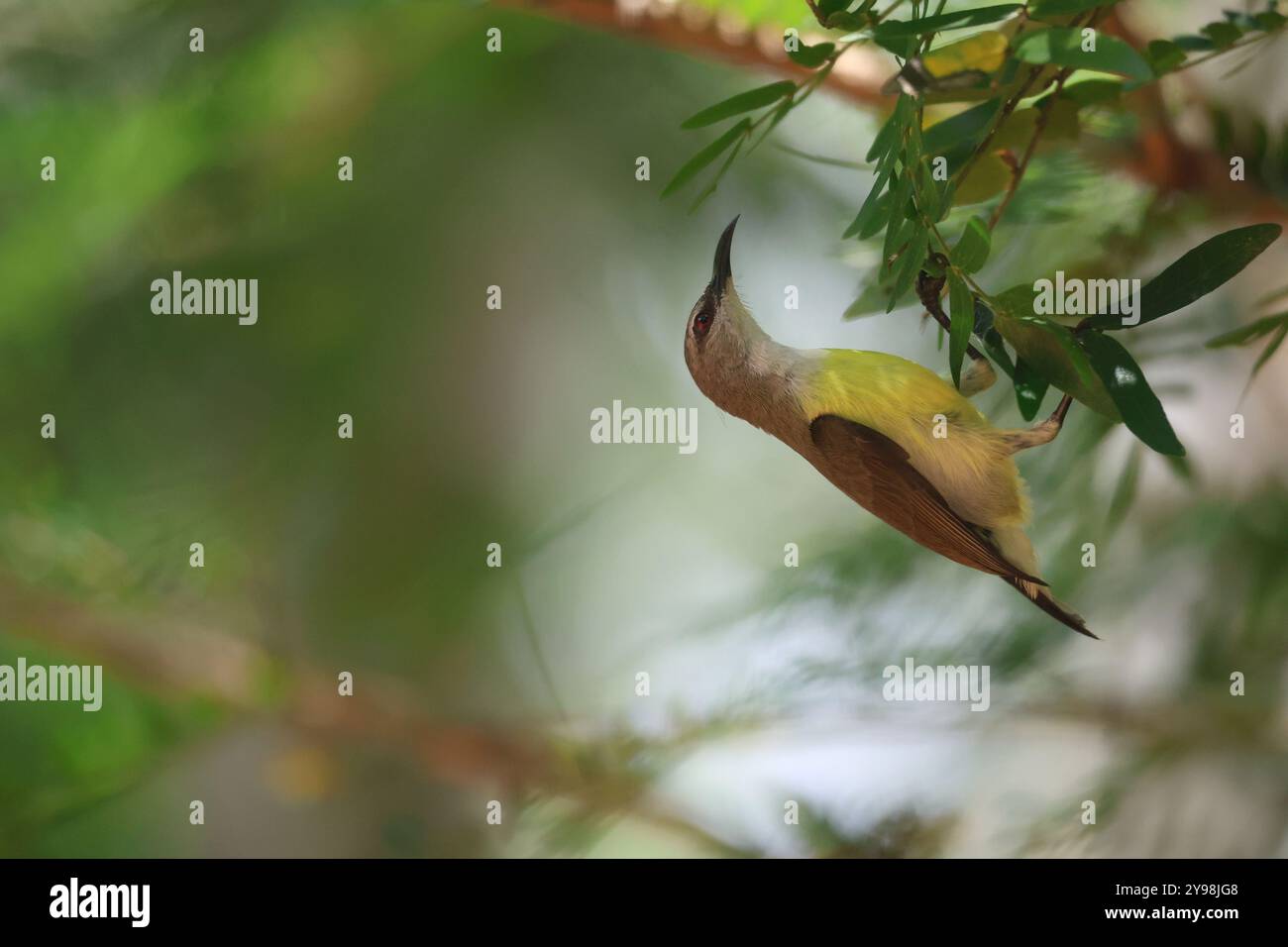 The Purple-rumped sunbird (Leptocoma zeylonica) is a sun bird endemic ...