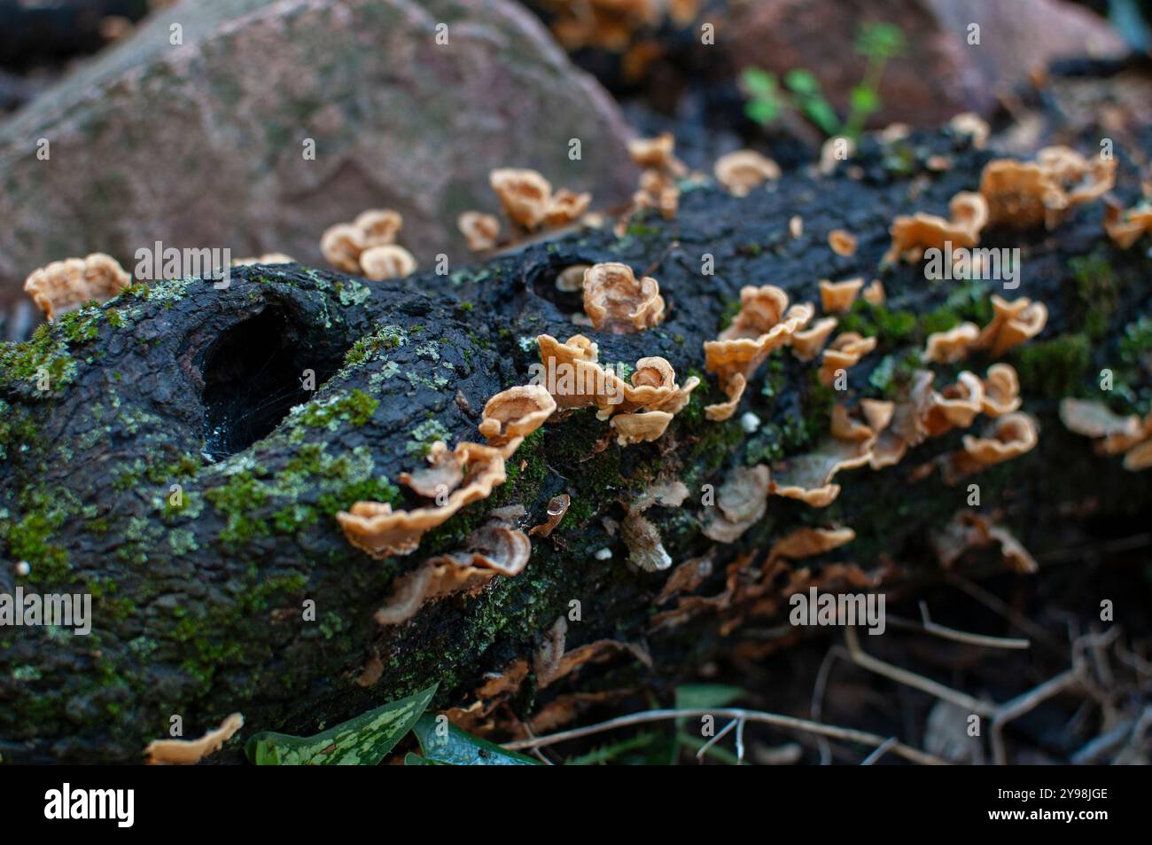 Mushrooms attached to the bark of a tree in an autumn forest in the ...