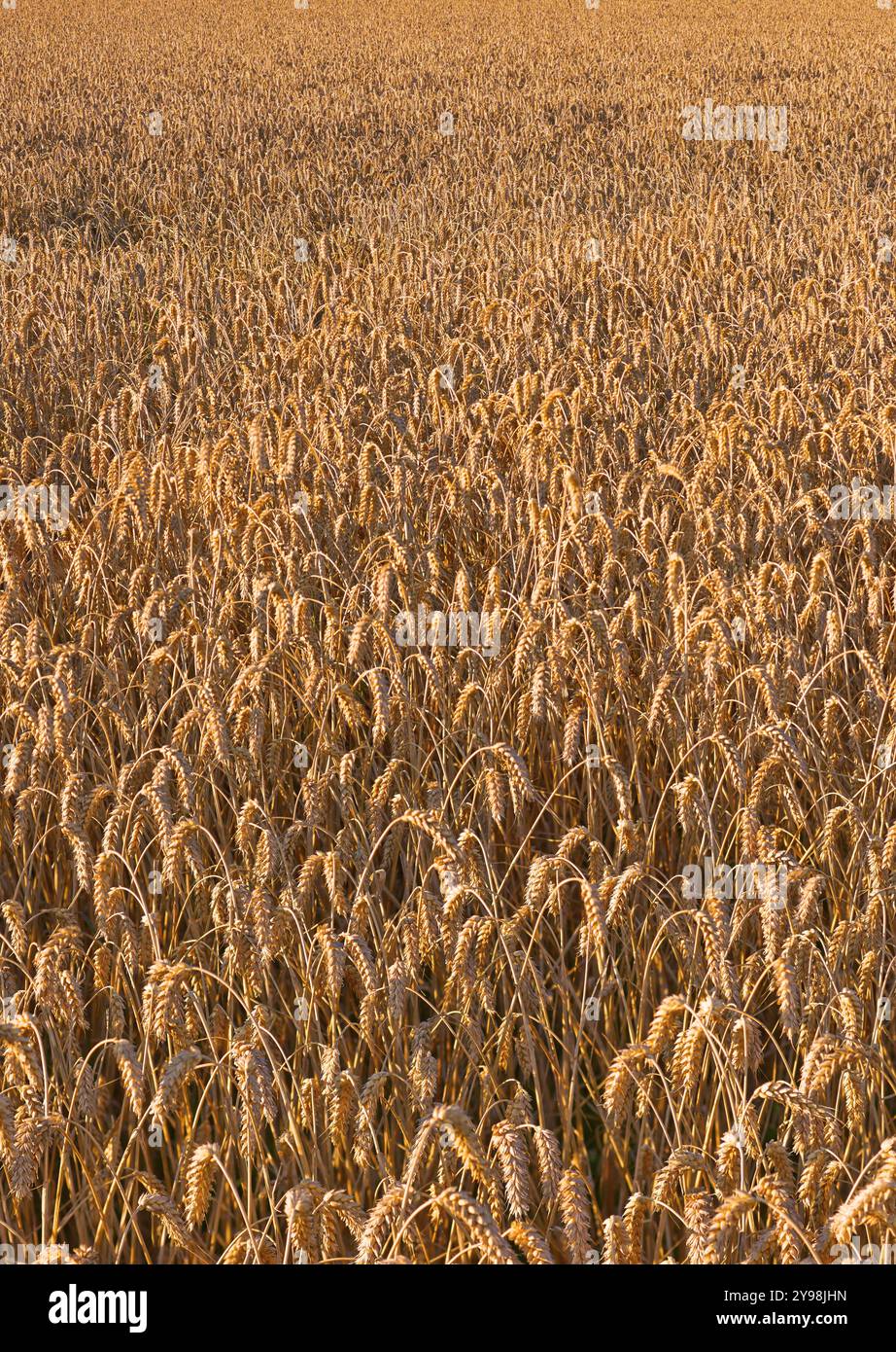 Wheat, field and texture in background with nature, agriculture and ...