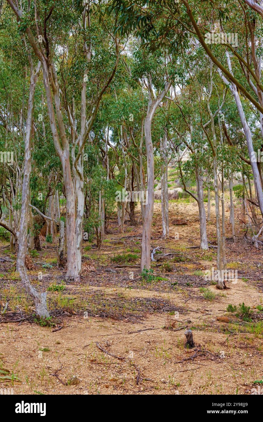 Nature, landscape and trees in forest background for environment ...