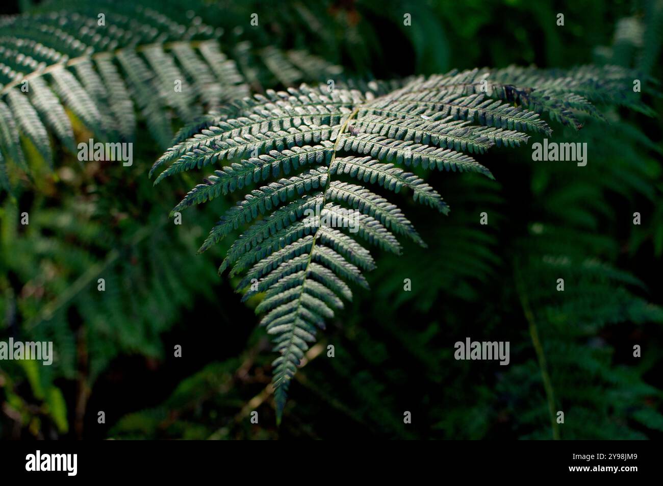 Fern leaf in dim light in a forest in the Maritime Alps Stock Photo - Alamy