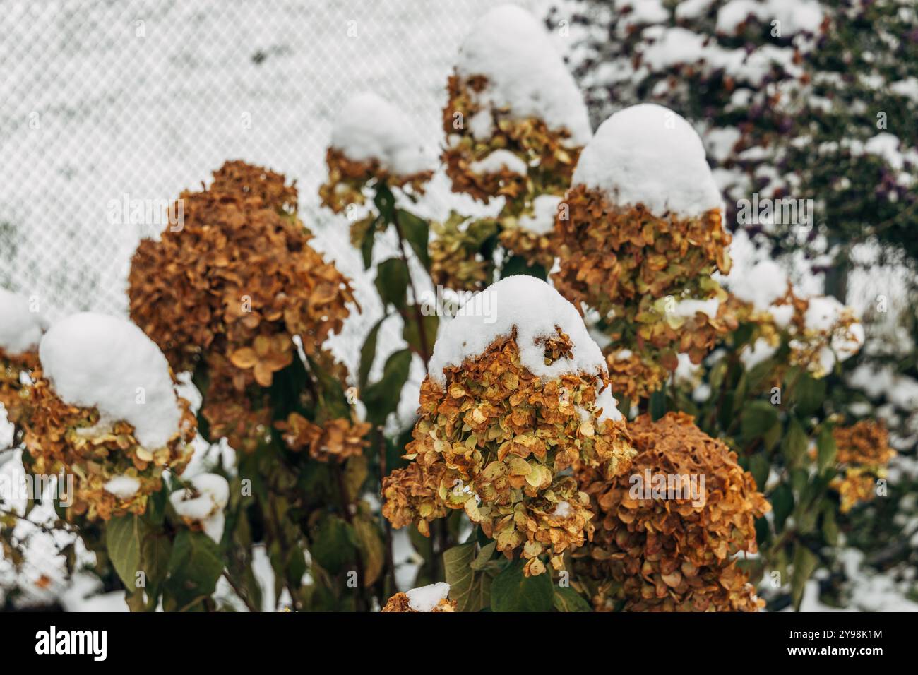 The withered inflorescences of a hydrangea are covered with snow Stock Photo - Alamy