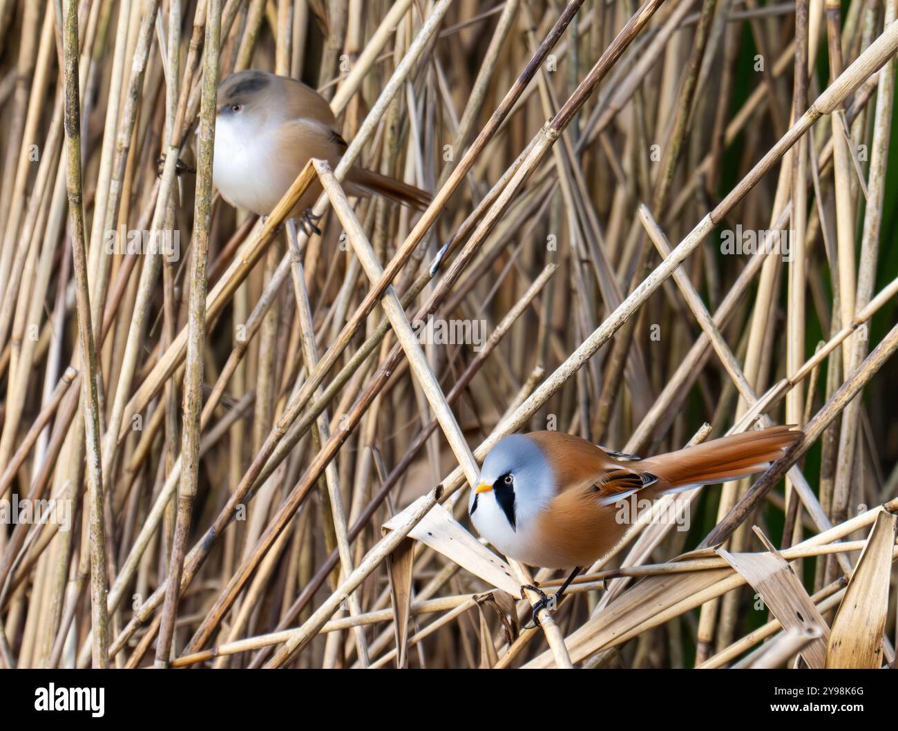 A male and female Bearded Reedling, Panurus biarmicusat Leighton moss ...