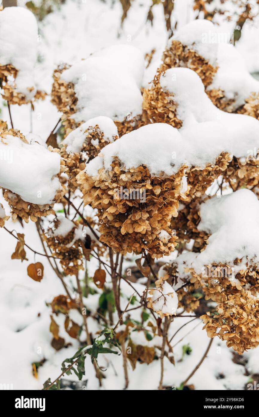 The withered inflorescences of a hydrangea are covered with snow Stock ...
