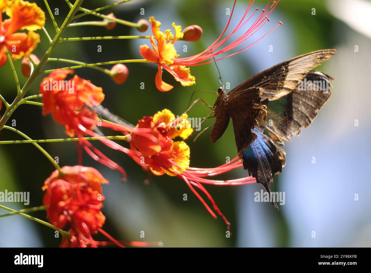 Papilionadae hi-res stock photography and images - Alamy