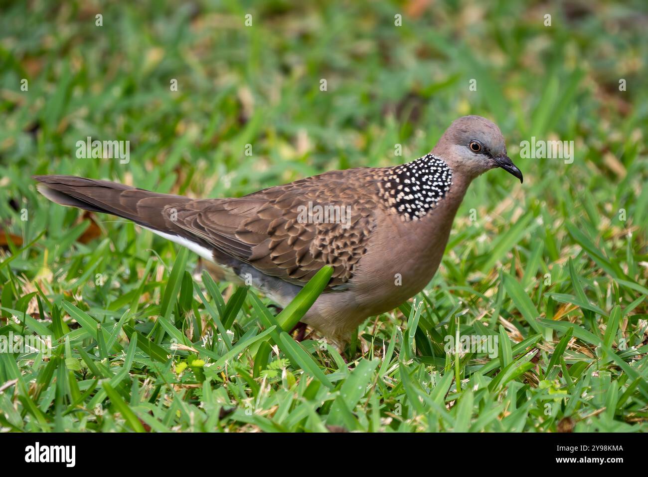 Spotted Dove - Spilopelia chinensis, common beautiful dove from ...
