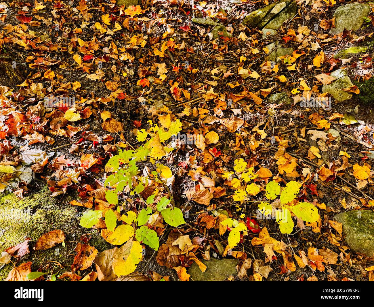 Fall leaves ground cover hi-res stock photography and images - Alamy