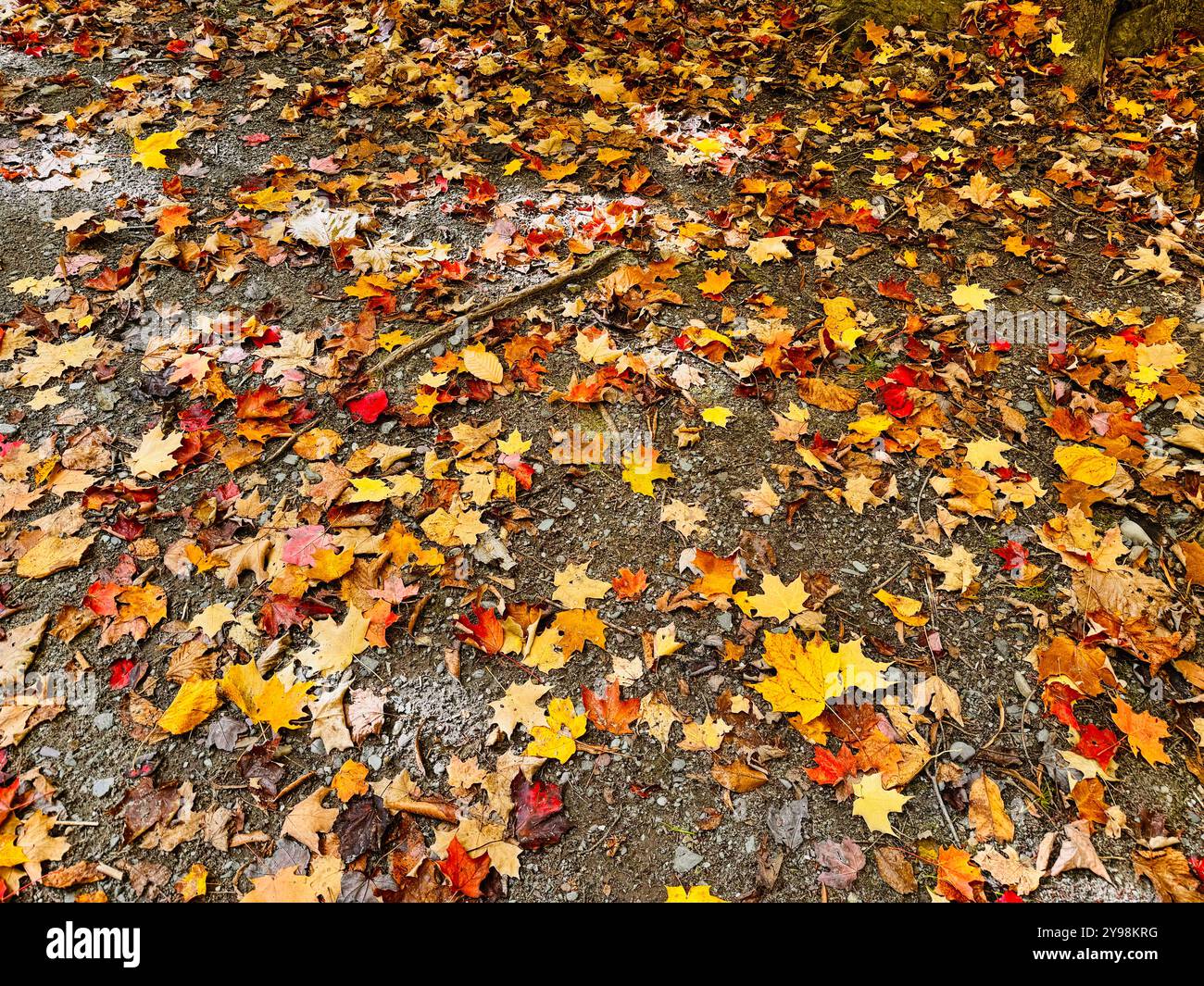 Autumn leaves on the ground - texture Stock Photo - Alamy
