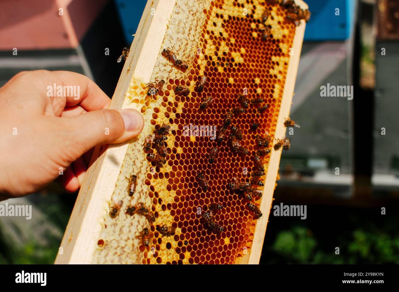 Phases of honey collection from a hive full of bees Stock Photo - Alamy