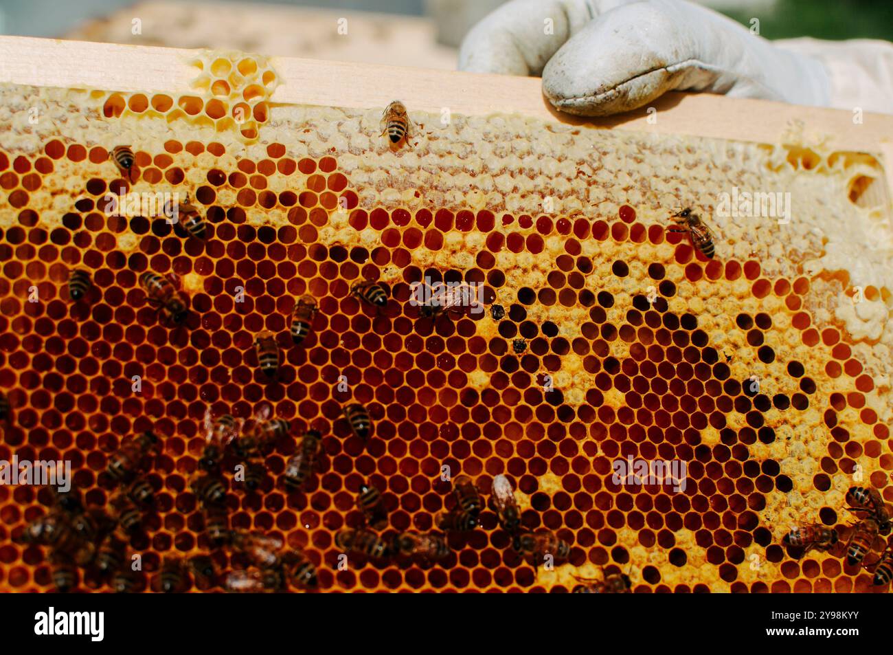 Phases of honey collection from a hive full of bees Stock Photo - Alamy